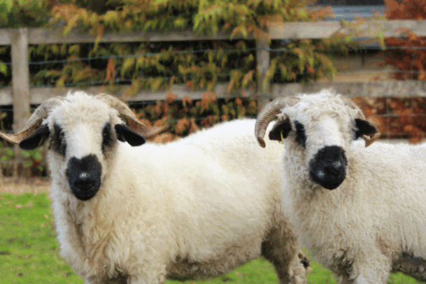 Home - Ripley St Thomas